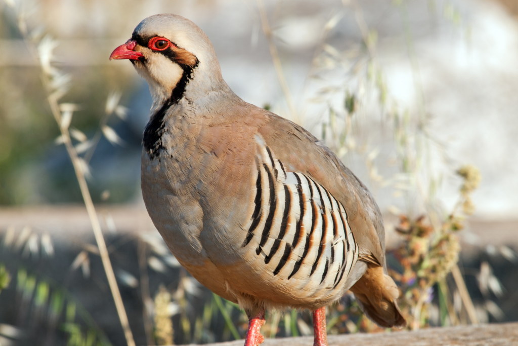 Collections – Super-18 Tungsten Super Shot